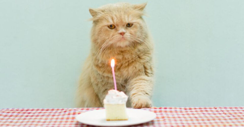10 Fun and Unique Ways to Celebrate Your Cat’s Birthday
