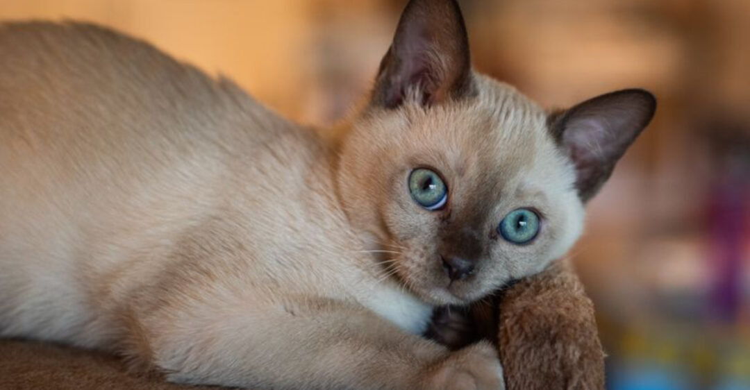 10 Stunning Colorpoint Cat Breeds You’ll Love