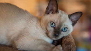 10 Stunning Colorpoint Cat Breeds You’ll Love