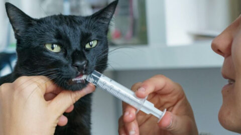 10 Things You Must Do After Your Cat’s Tooth Removal