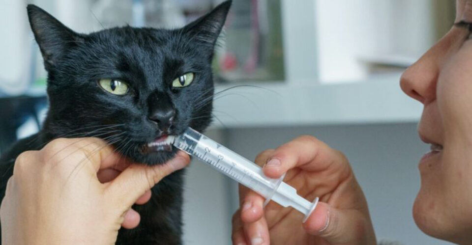 10 Things You Must Do After Your Cat’s Tooth Removal