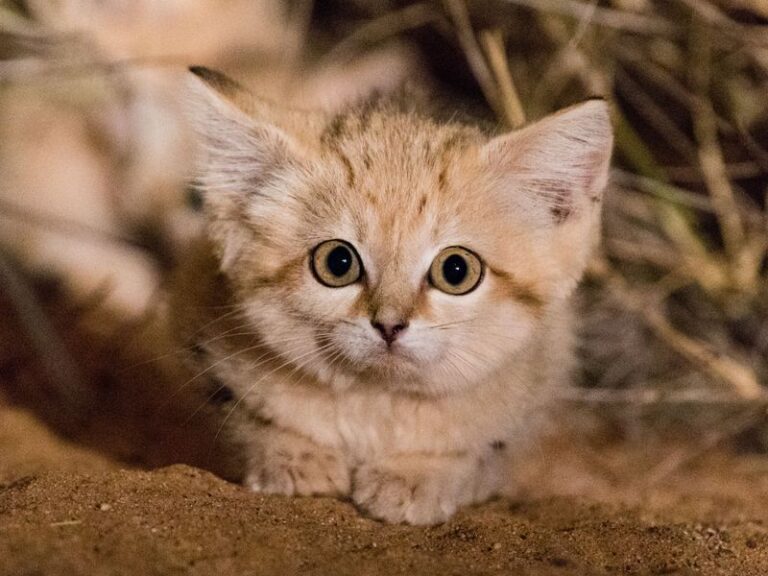 10 Ways Saharan Sand Cats Are Uniquely Endangered Yet Overlooked