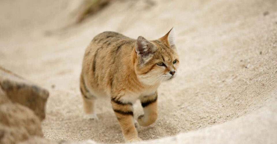 10 Ways Saharan Sand Cats Are Uniquely Endangered Yet Overlooked