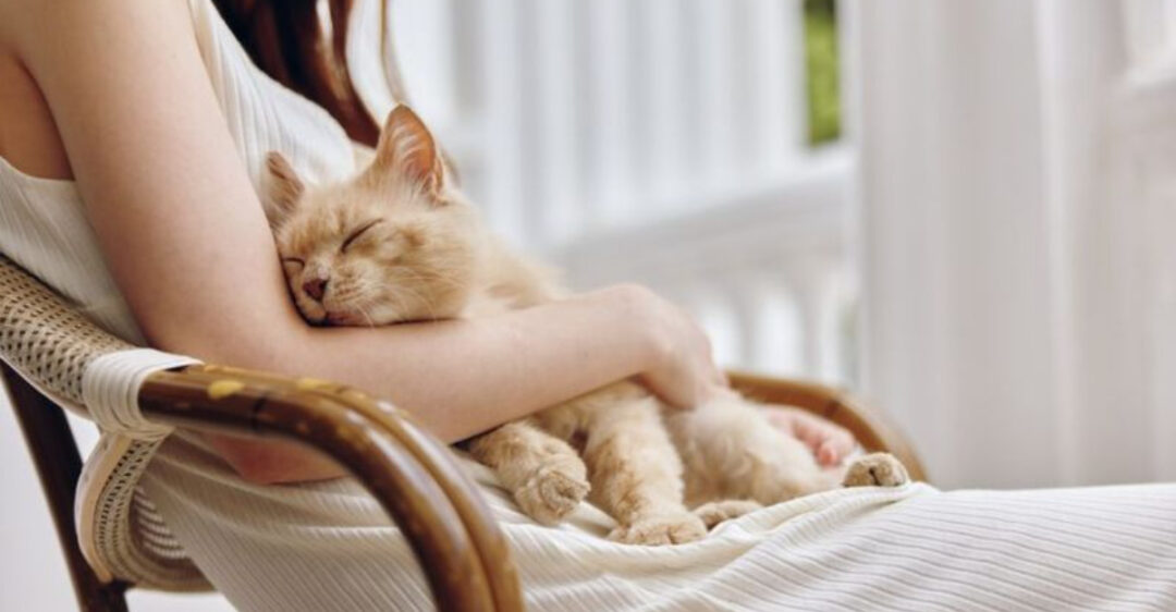 8 Genius Ways to Neutralize Cat Smell and Keep Your Home Fresh