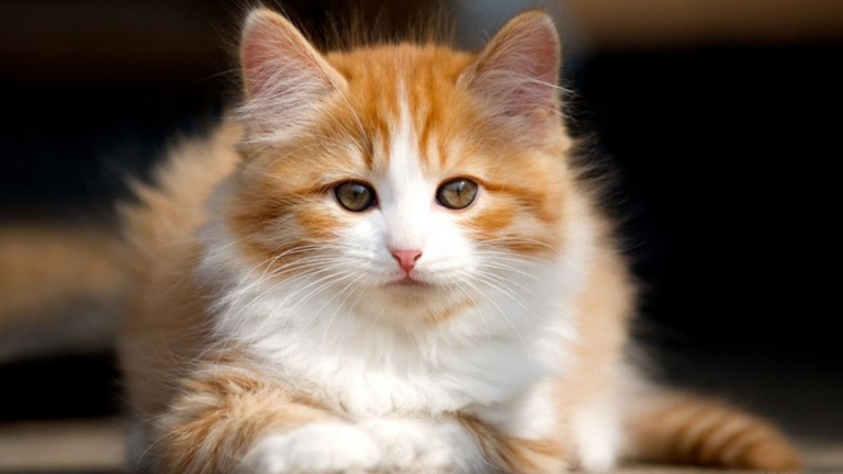 11 Exciting New Cat Breeds to Look Out for in 2025