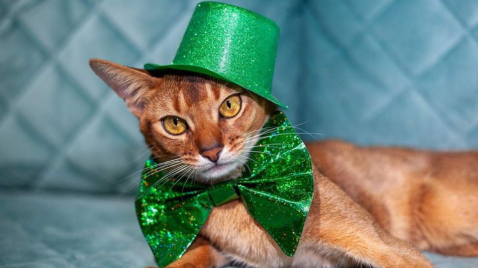 11 Fascinating Cultural Beliefs About Cats — Did You Know These?
