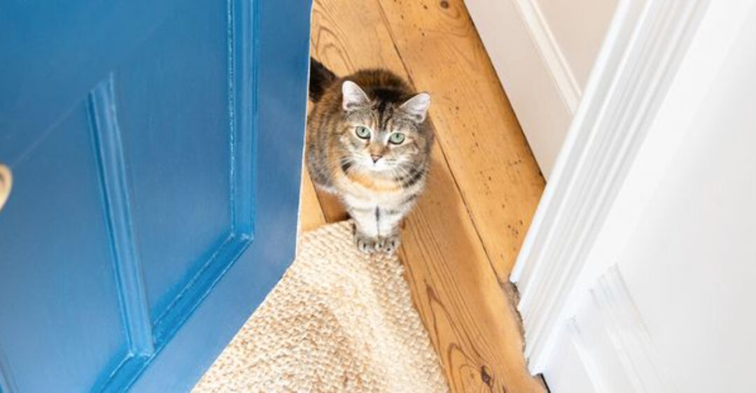 12 Reasons Your Cat Follows You Everywhere & 3 Ways to Stop Them ...