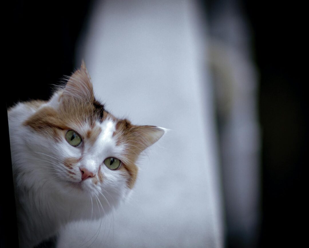12 Reasons Your Cat Follows You Everywhere & 3 Ways to Stop Them ...