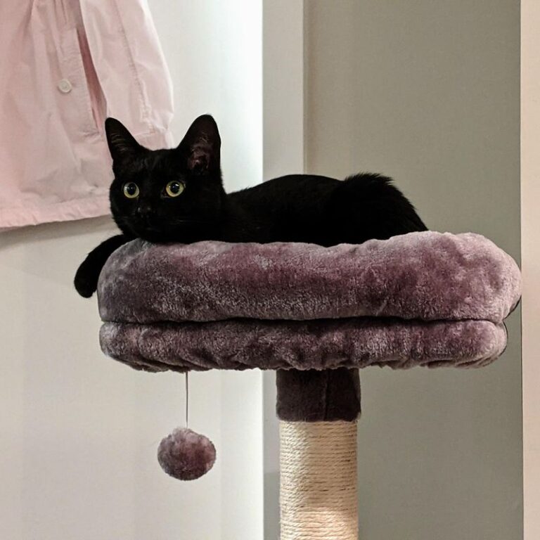 12 Red Flags to Watch for When Adopting a Shelter Cat