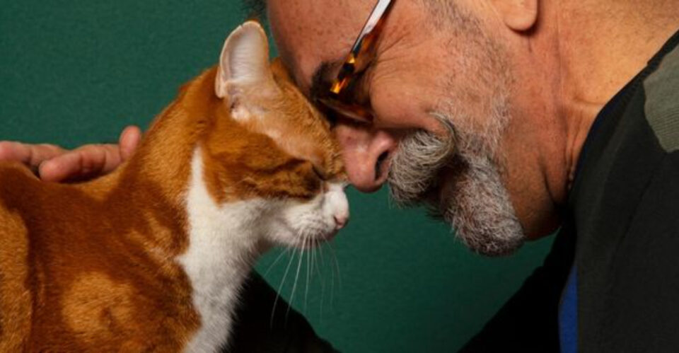 12 Expert Tips to Help a Grieving Cat After the Loss of an Owner or ...