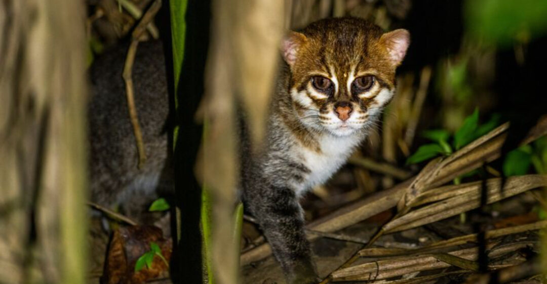 12 Smallest Wild Cats with the Deadliest Traits