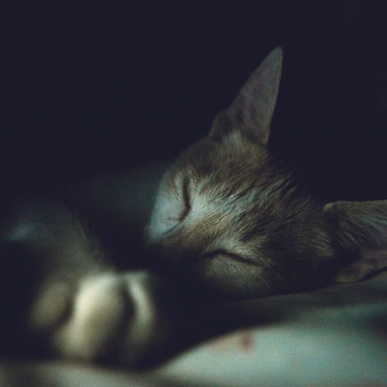 13 Signs Your Deceased Cat Is Still with You