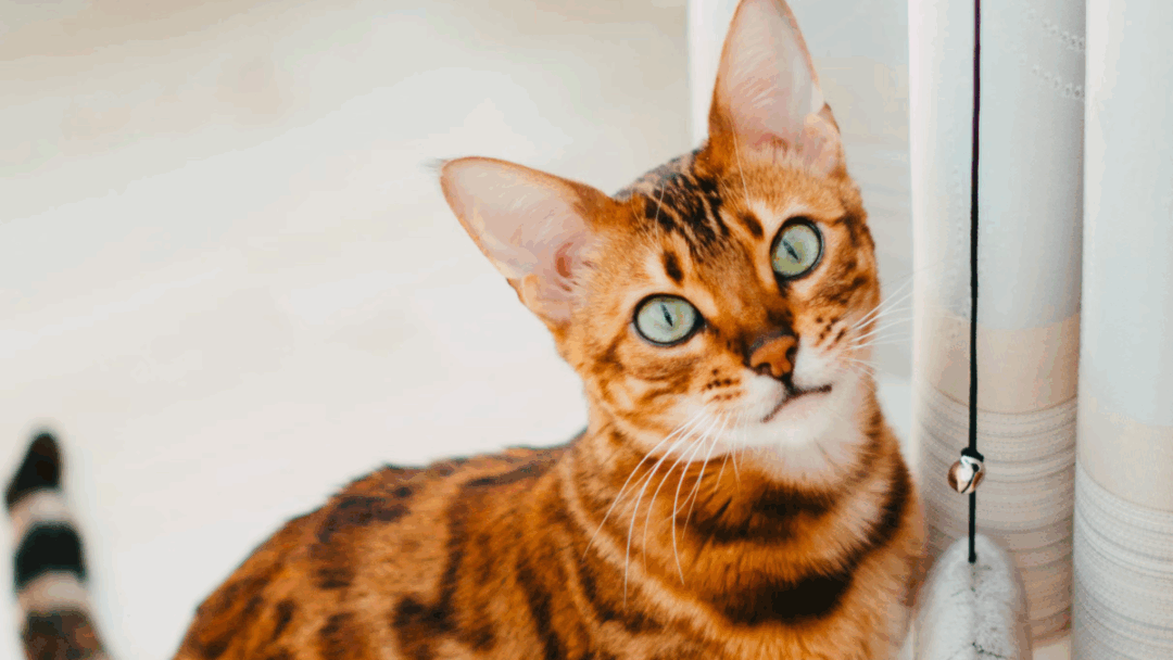 15 Most Expensive Cat Breeds in the World – Ranked by Price