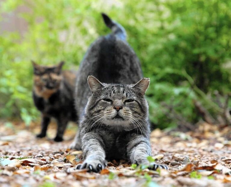 8 Things Everyone Should Know About TNR