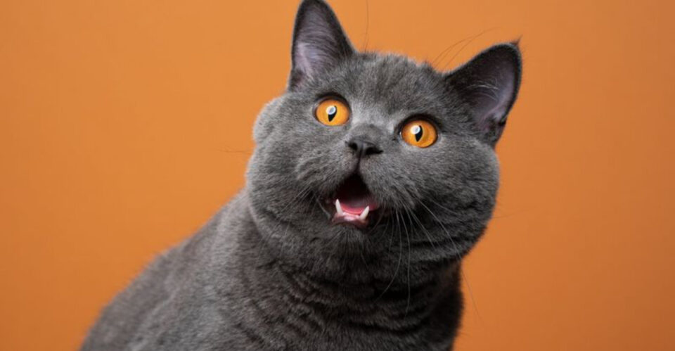5 Reasons Cats Ignore Being Called & 5 Ways to Get Them to Pay Attention