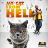 6 Must-Watch Netflix Shows & Movies for Cat Enthusiasts