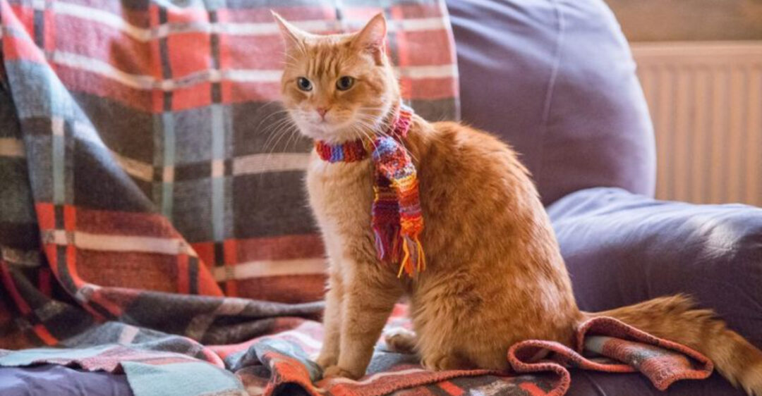 6 Must-Watch Netflix Shows & Movies for Cat Enthusiasts