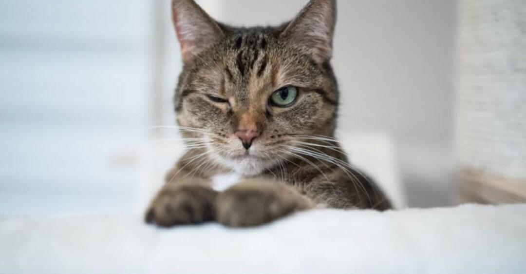 7 Cat Stares That Actually Mean Something Deep