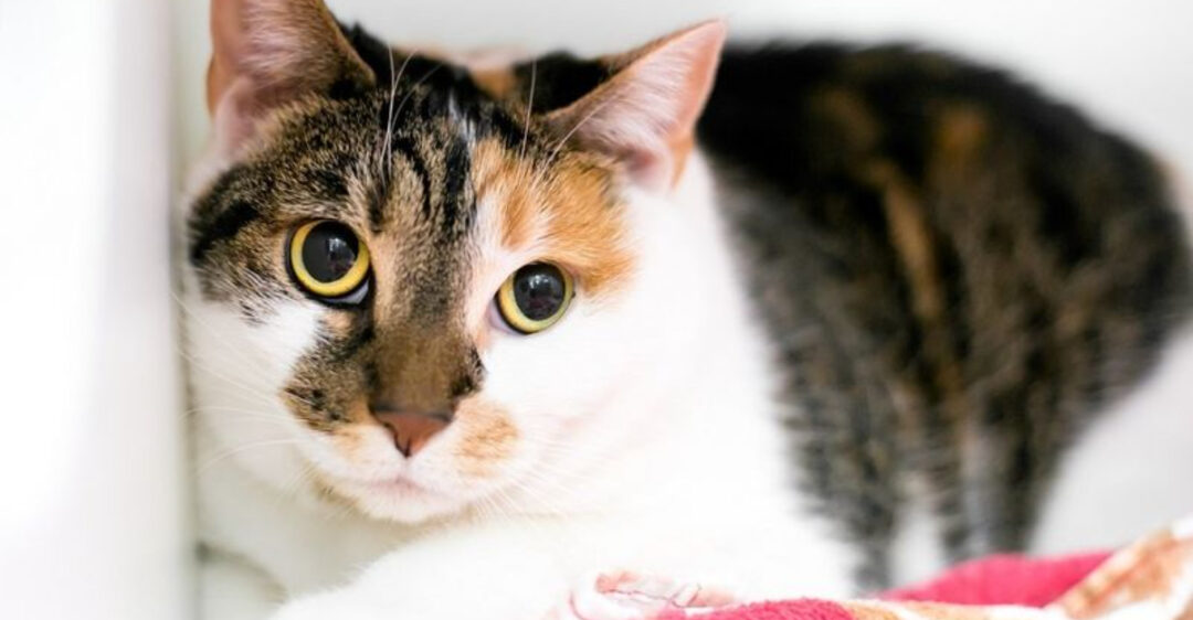 7 Fun Facts About the Tabico You’ll Love to Know