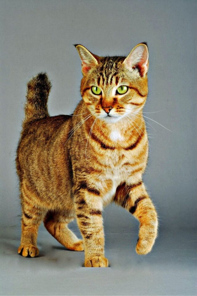 7 Key Differences Between Pixie-bobs and Other Cat Breeds