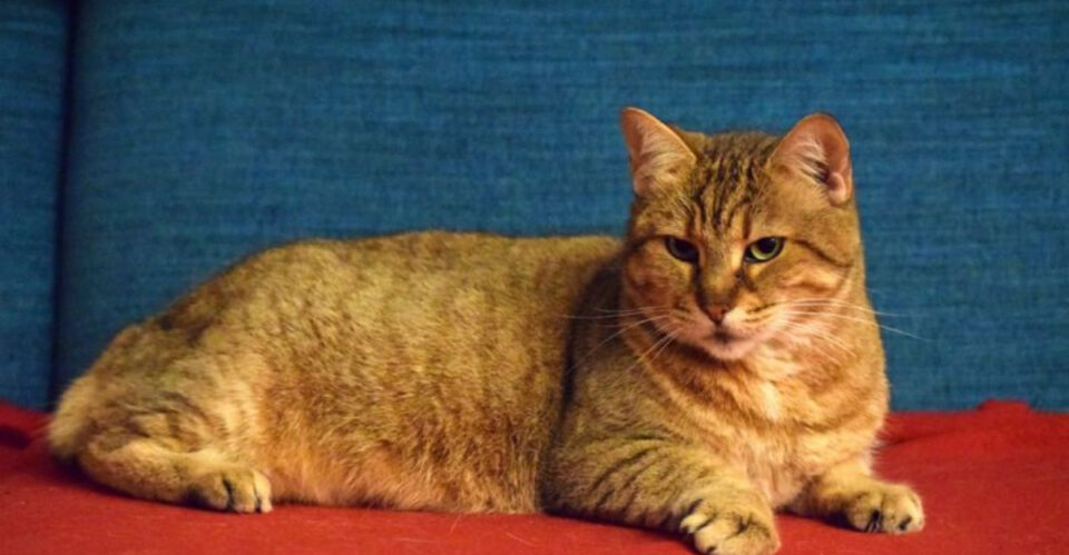7 Key Differences Between Pixie-bobs and Other Cat Breeds