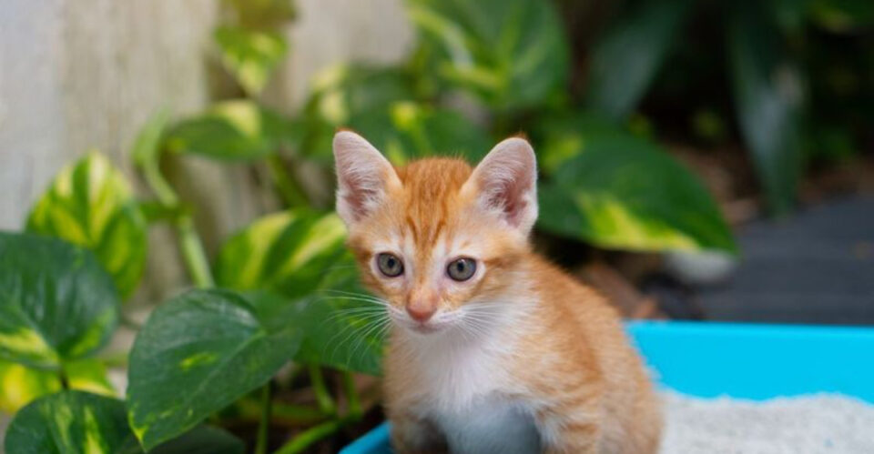 7 Signs Your Cat's Peeing Schedule Is (or Isn’t) Normal
