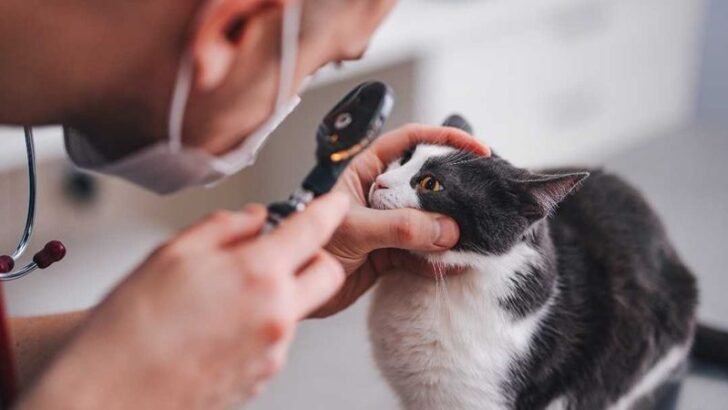 7 Ways to Use Eye Drops for Cats Effectively and Safely - Cats Chef