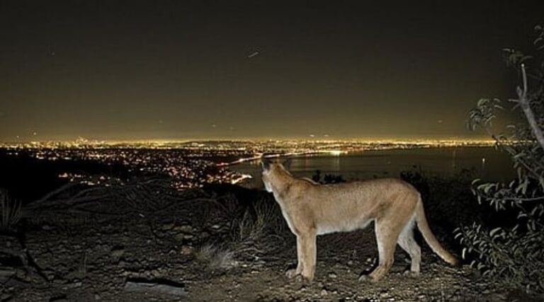 7 Wild Cats of the U.S. Known for Human Attacks