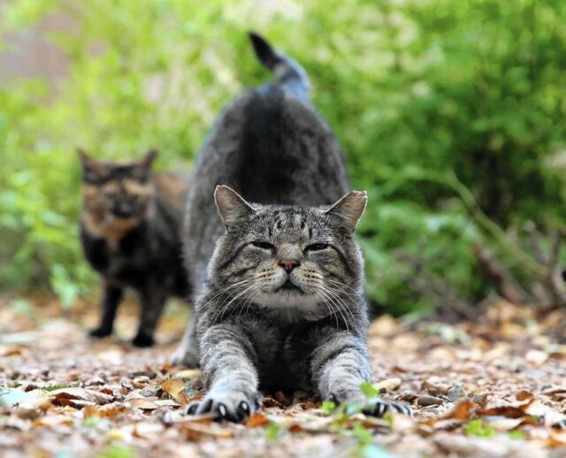 8 Things Everyone Should Know About TNR