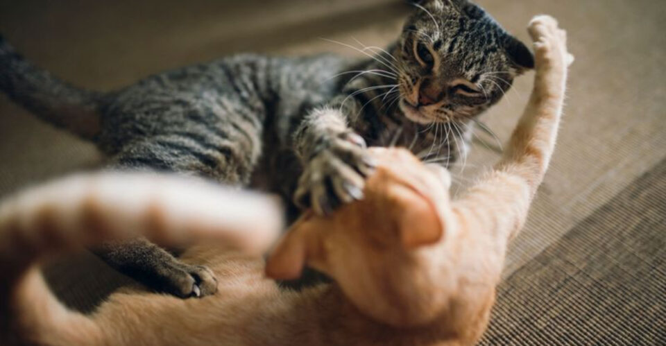 8 Behavioral Clues Your Cat Is Craving More Mental Stimulation