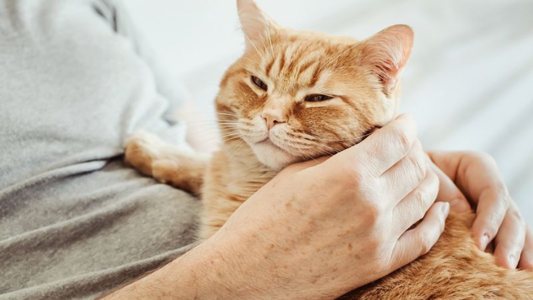 8 Genius Ways to Neutralize Cat Smell and Keep Your Home Fresh