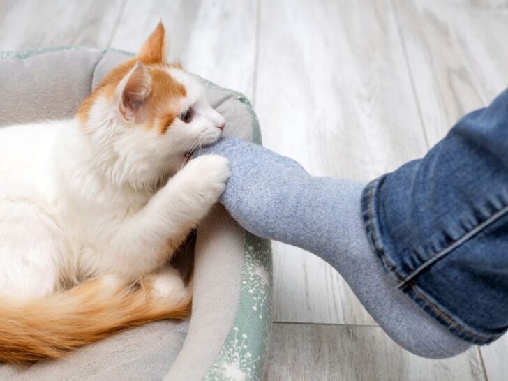 8 Common Explanations for Why Cats Target Feet