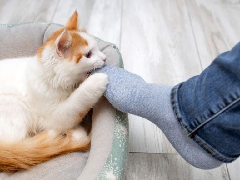 8 Common Explanations for Why Cats Target Feet