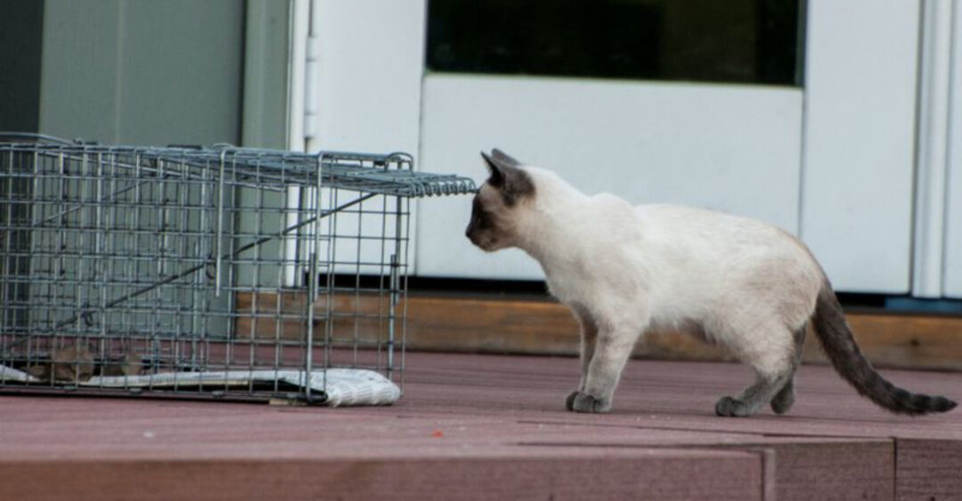 8 Key Steps to Effectively Set Up a Cat Drop Trap