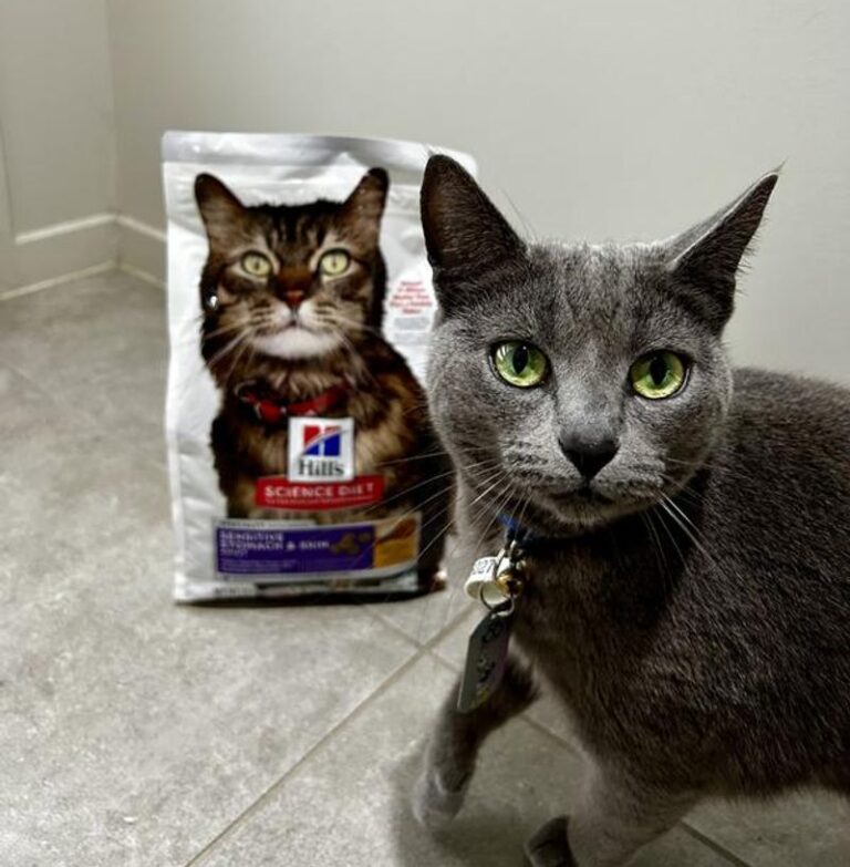 8 Premium Cat Foods Perfect for Your Russian Blue