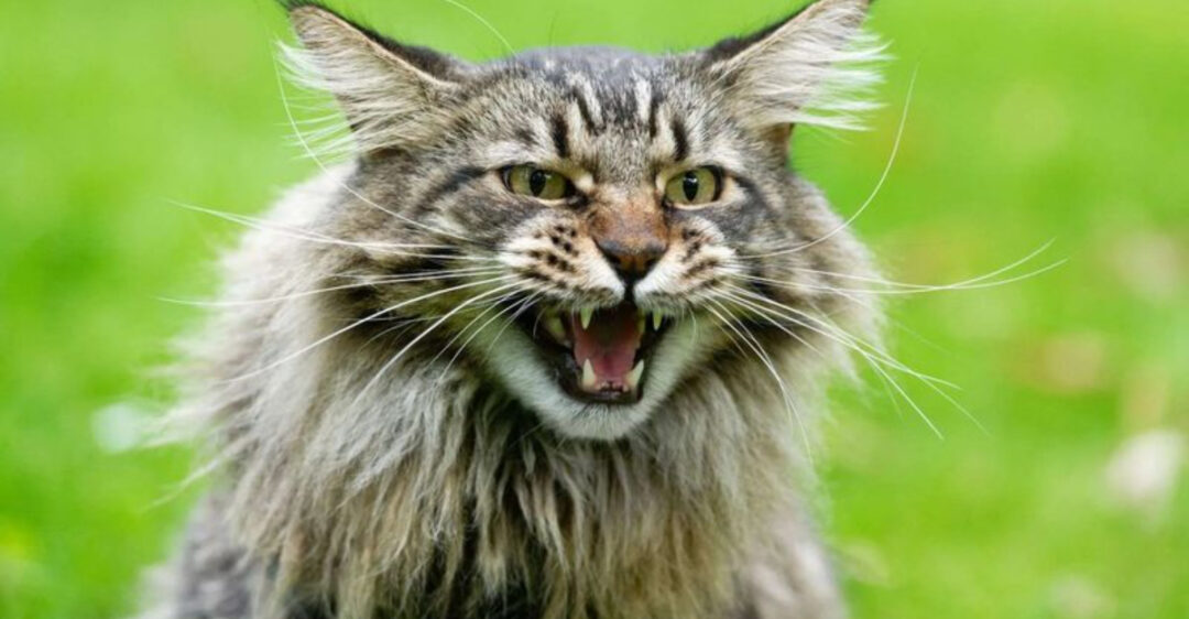 9 Cat Breeds Associated with Aggressive Behavior