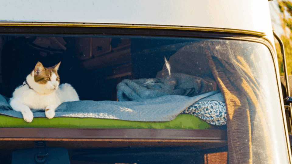 9 Must-Know Facts About RVing with Cats