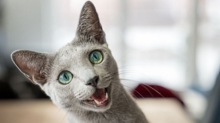 9 Powerful Names for Your Russian Blue, Straight from Slavic Mythology