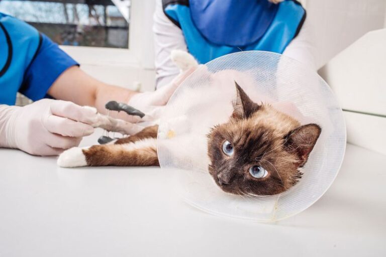 7 Things to Expect After Your Cat’s Tail Surgery