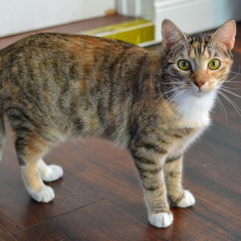 7 Fun Facts About the Tabico You’ll Love to Know