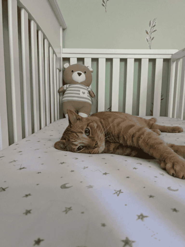 9 Simple Steps to Introduce Your Cat to Your Kids In the Best Way Possible