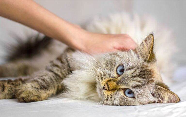 10 Essential Steps to Take When Your Cat Passes Away at Home