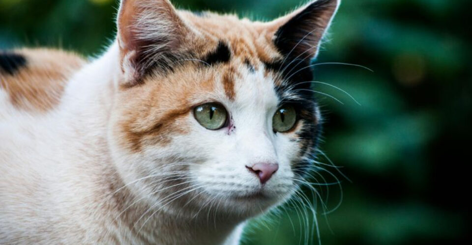 Are Calico Cats Lucky? 7 Lucky Cats Explained