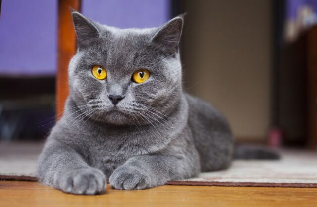 Discover 13 Cat Breeds with Stunning Yellow Eyes