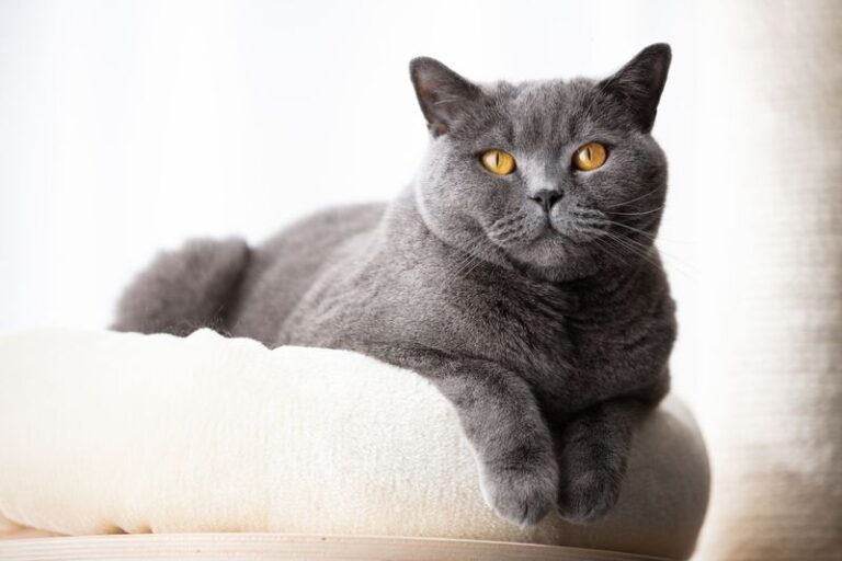 8 Beautiful British Shorthair Coat Colors You Need to See