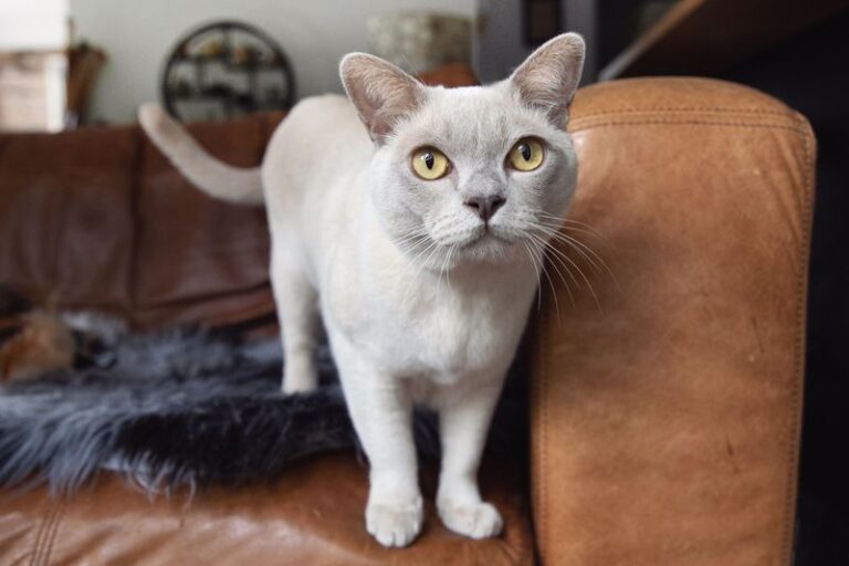 Discover 13 Cat Breeds with Stunning Yellow Eyes