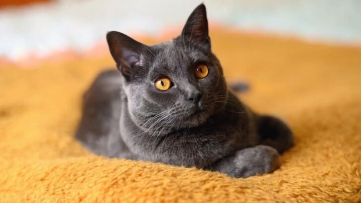 Discover 13 Cat Breeds with Stunning Yellow Eyes