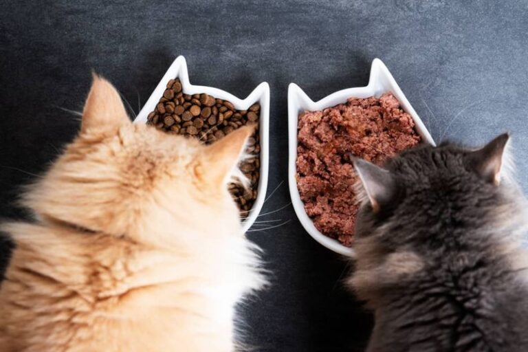 7 Dream Jobs For All The Cat Ladies Out There