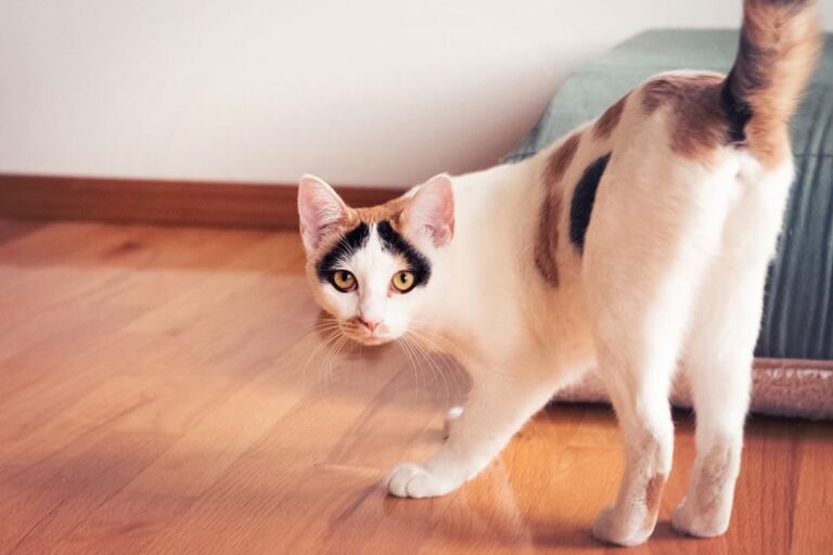 Cat Etiquette — 10 Reasons Why They Display Their Butt