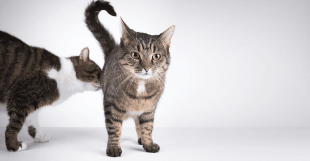 Cat Etiquette — 10 Reasons Why They Display Their Butt